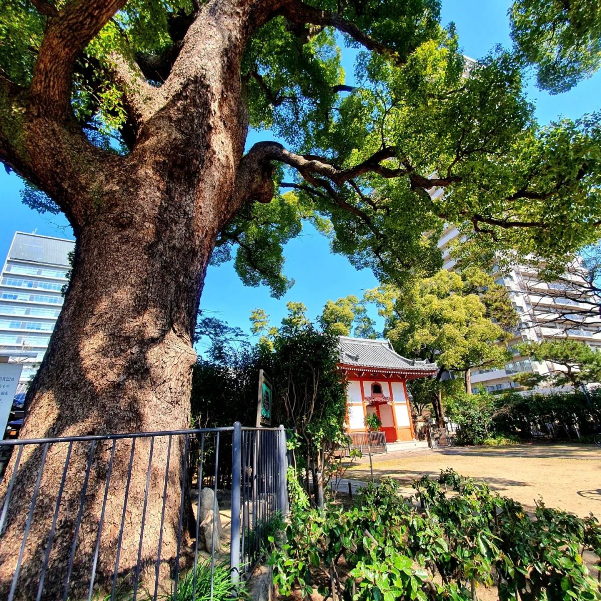 The camphor tree at Kaisei-ji Temple/クスノキ – Secrets from Japan and beyond